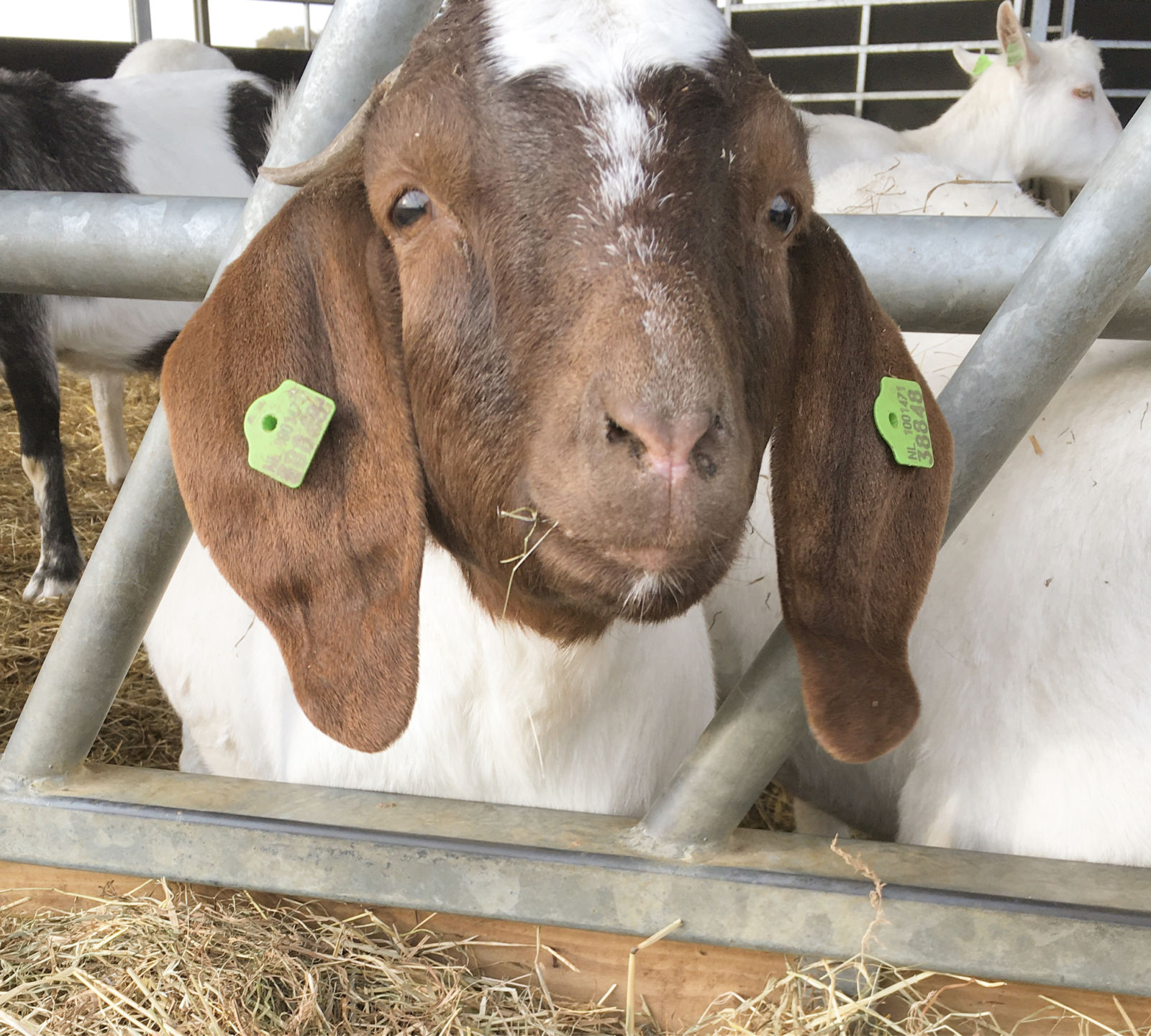 Beleef de boerderij - Harm's Hoeve